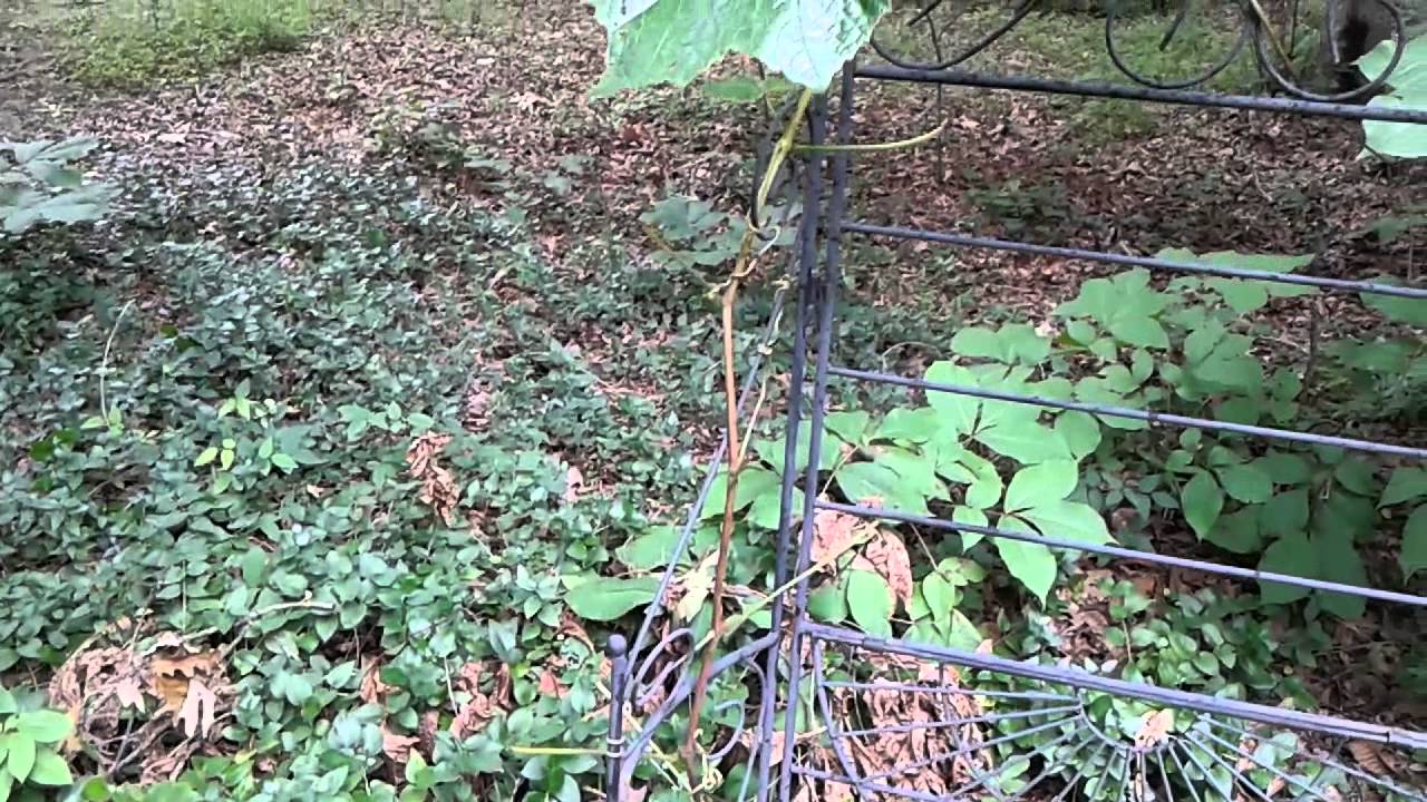 video 002 - YouTube