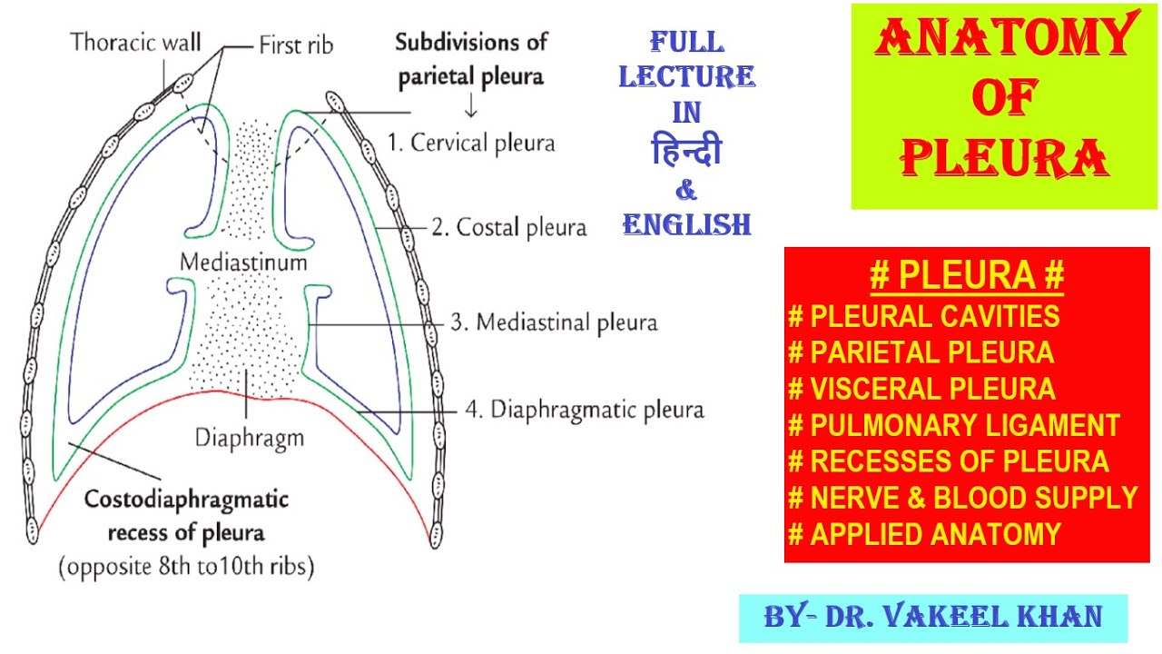 ANATOMY OF PLEURA & THORACIC CAVITY IN DETAIL - YouTube