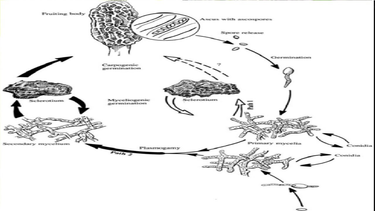 In Vitro Propagation of Morchella esculenta and Study of its Life Cycle ...