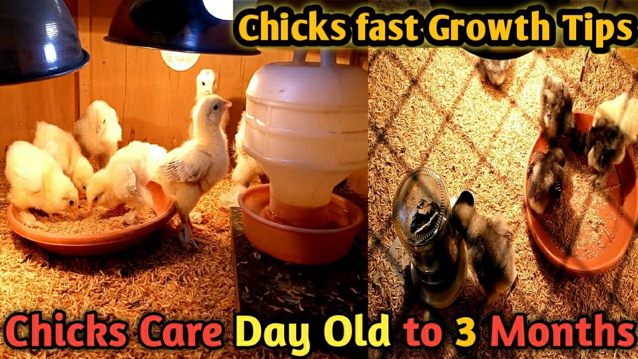 Chicks care From Day 1 To 3 Months || First Feed And Care information ...