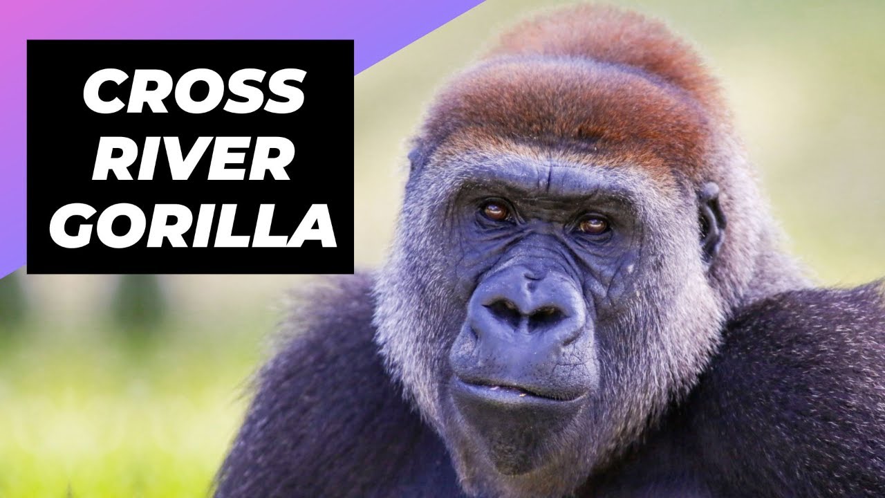 Cross River Gorilla Conservation