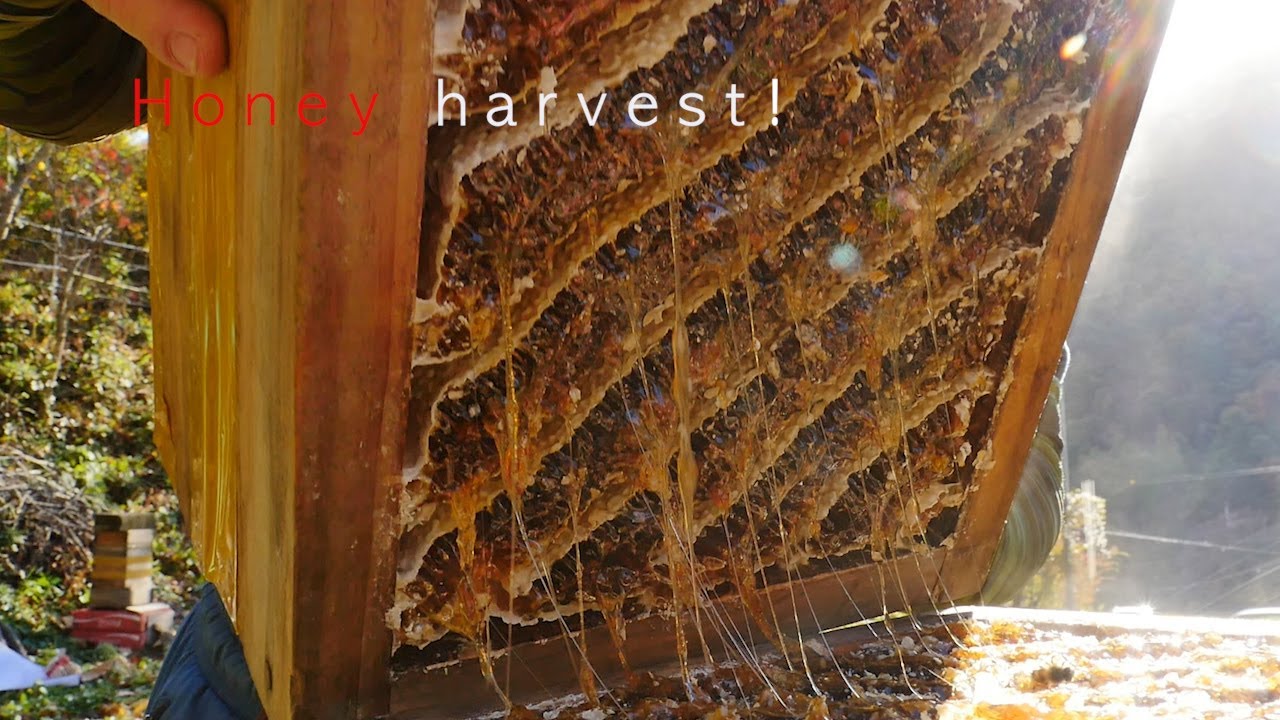 Honey harvest - Korean honey bee, Autumn - YouTube