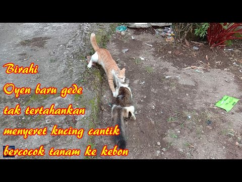 BIRAHI OYEN MUDA TAK TERTAHAN KALAH GALAK TANTE LUPUSS BUNDA LISA CHANNEL