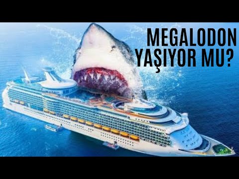Megalodon Köpek balığı Gerçekten var mı | Megalodon Hakkında Gizemli 3 Kanıt