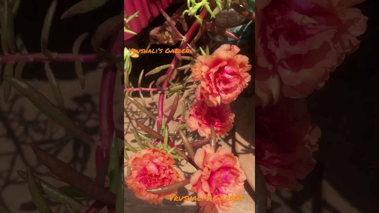 Moss Rose/ chini gulab/ portulaca flower. ......25 colours cuttings ...