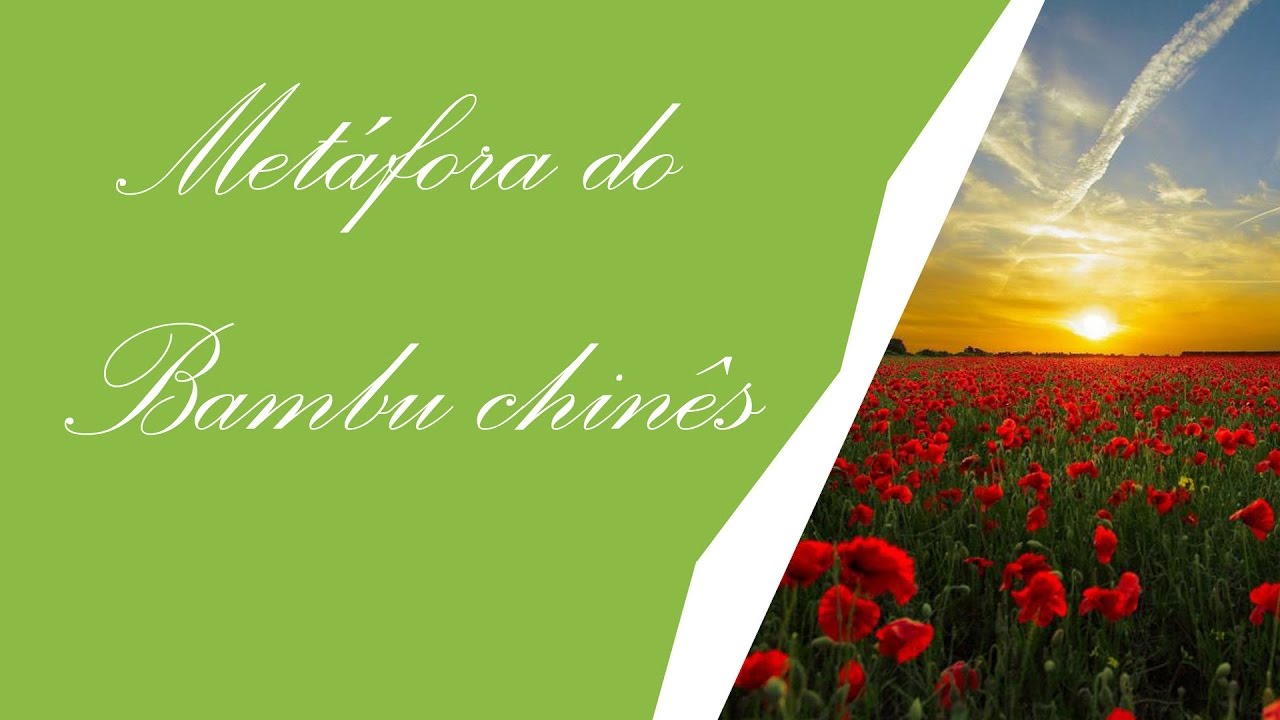 Metáfora do Bambu chinês - YouTube