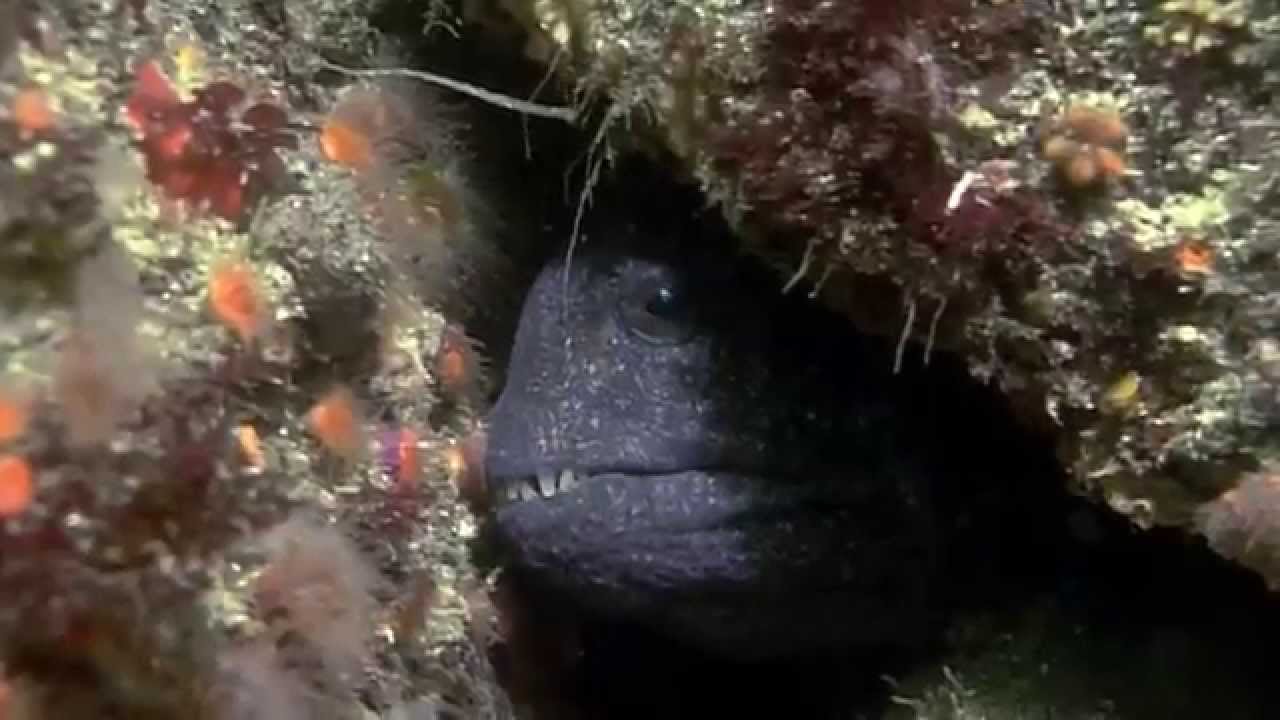 Shape of Life: Chordates - We’re All Family - YouTube