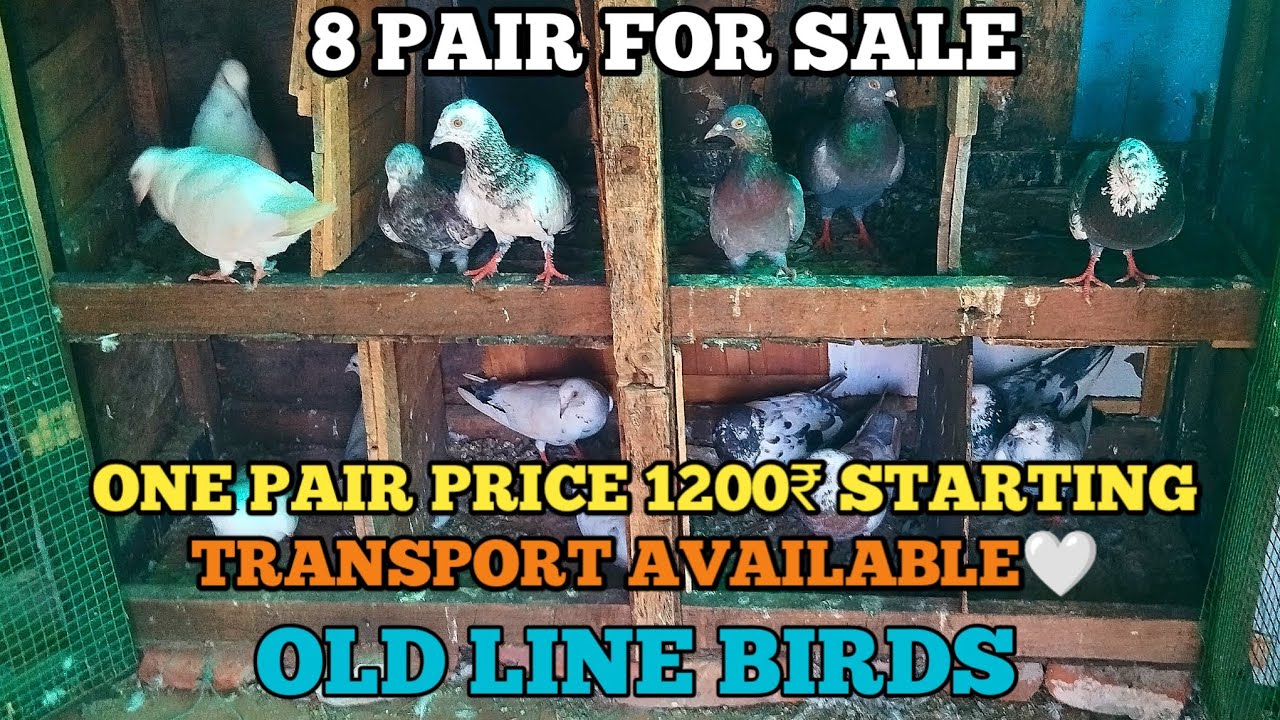 NAGAPATTINAM HIGHFLYER PIGEON FOR SALE || OLD LINE BIRDS ...