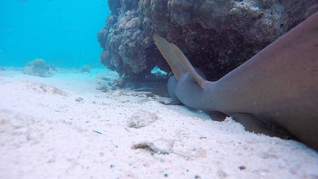 Shark Parasite - YouTube