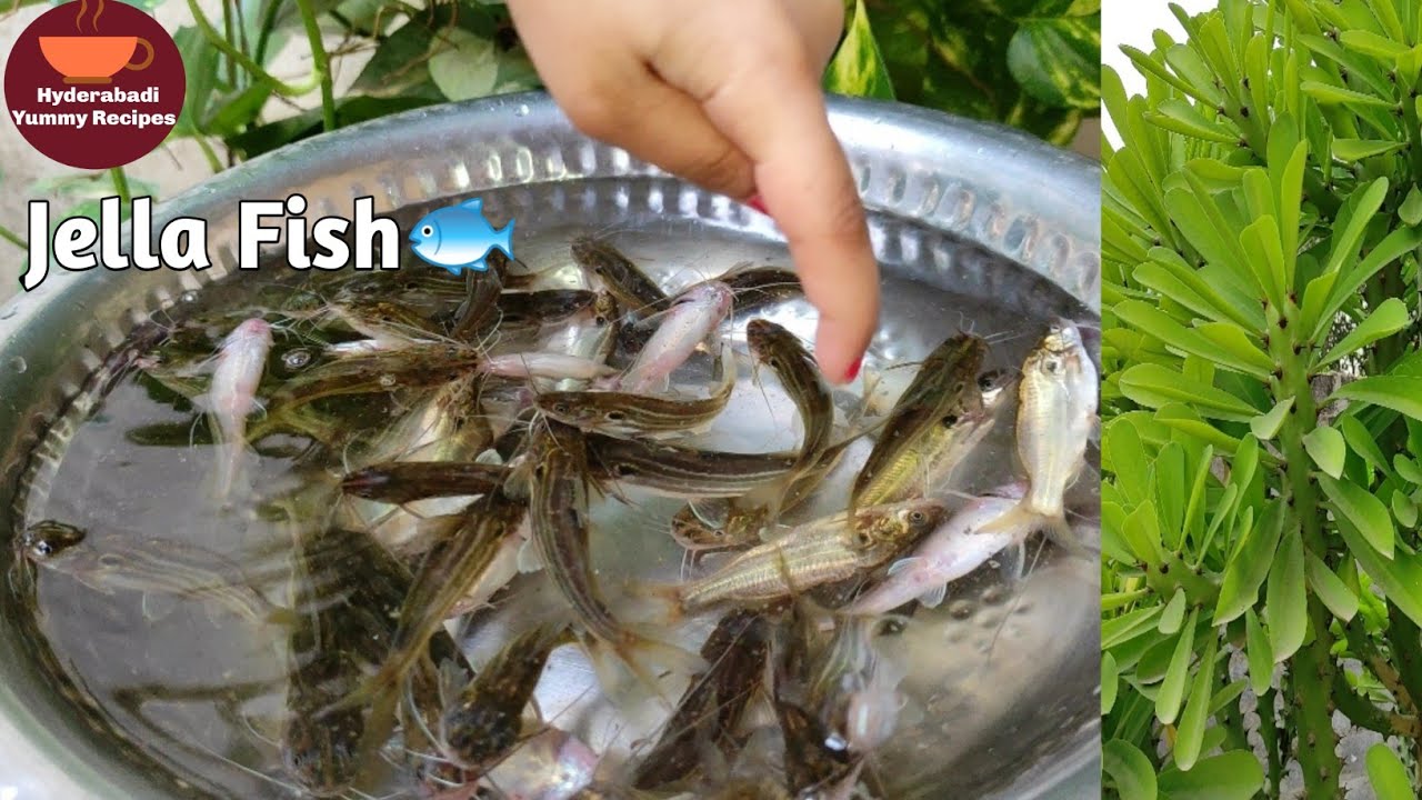 Open Aquarium-Jella Fish Aquarium at home🏡-జెల్లా చేప 🐟🐟-Jella fish ...