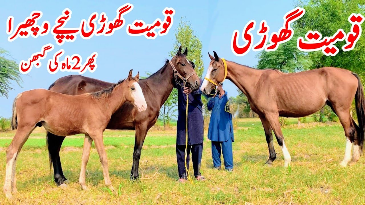 Kumait Ghori For Sale With Horse Baby | Pregnant Female Horse | Horse ...