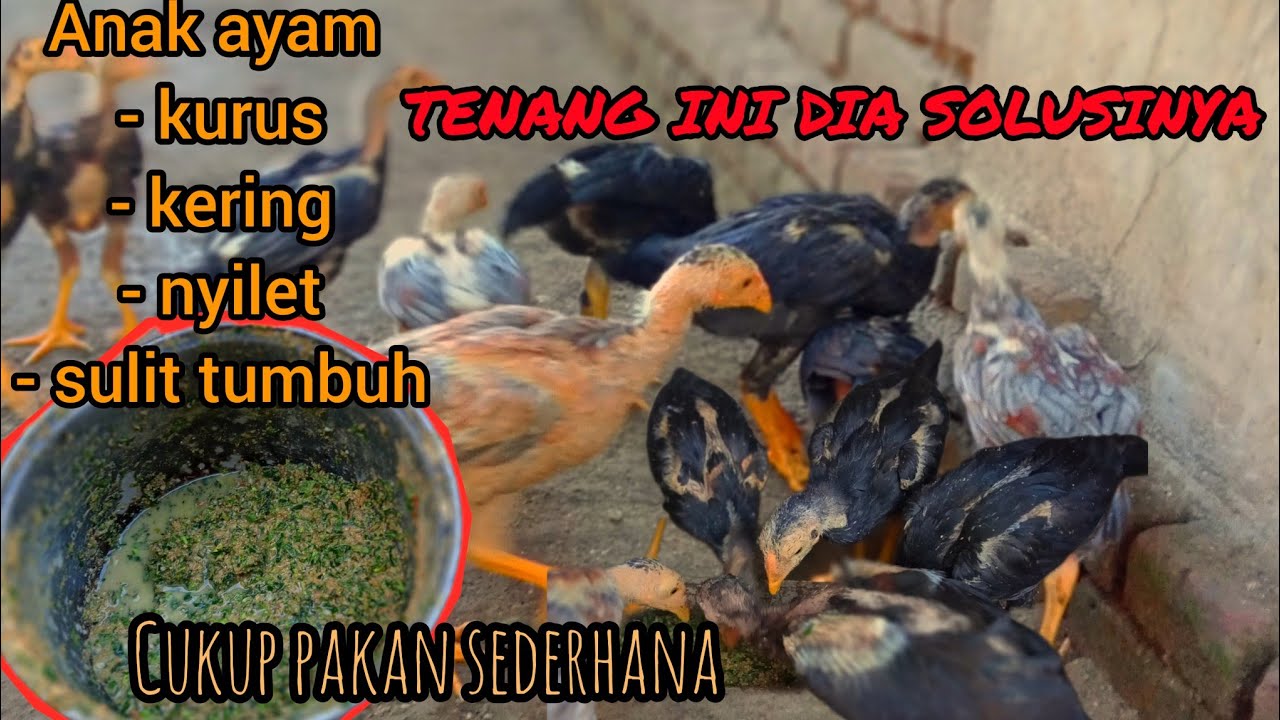 ANAK AYAM KURUS ,KERING,NYILET ? tenang ini dia solusinya - YouTube