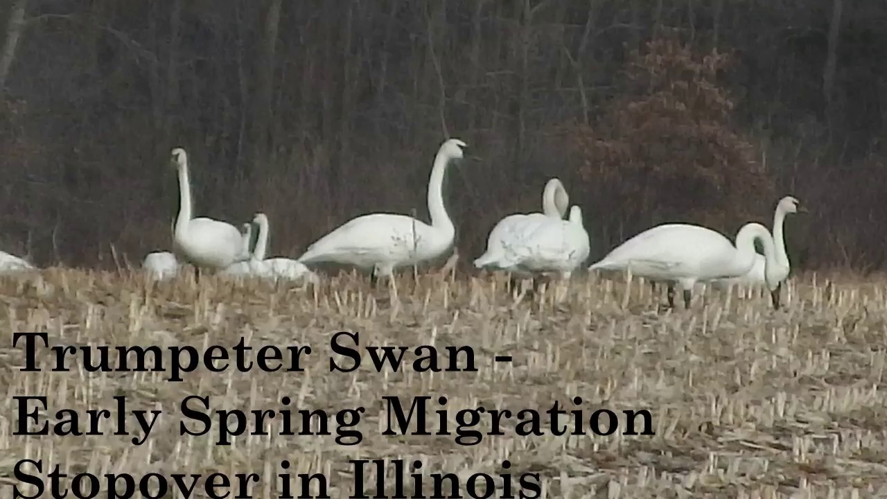 Trumpeter Swans Early Spring Migration ~ Stopover in Illinois ~ Feb ...