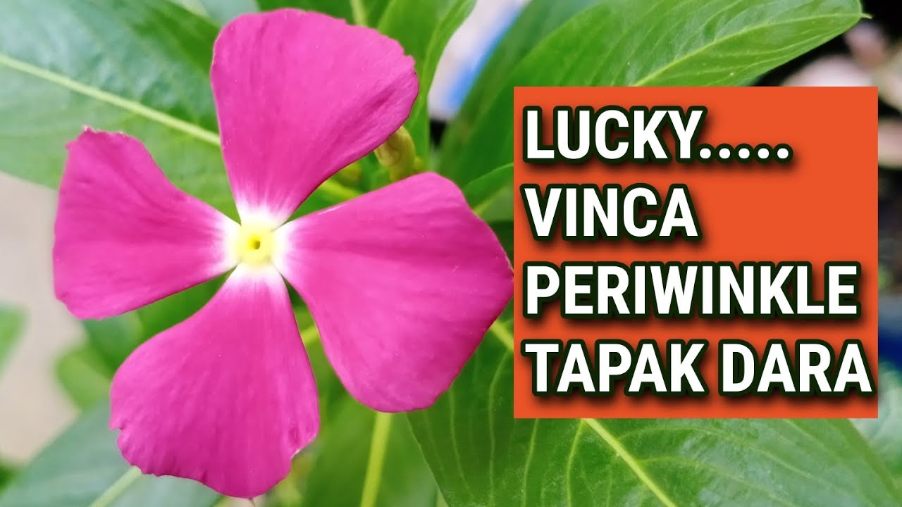 Tapak dara, vinca, periwinkle, anti cancer,leukimia, - YouTube