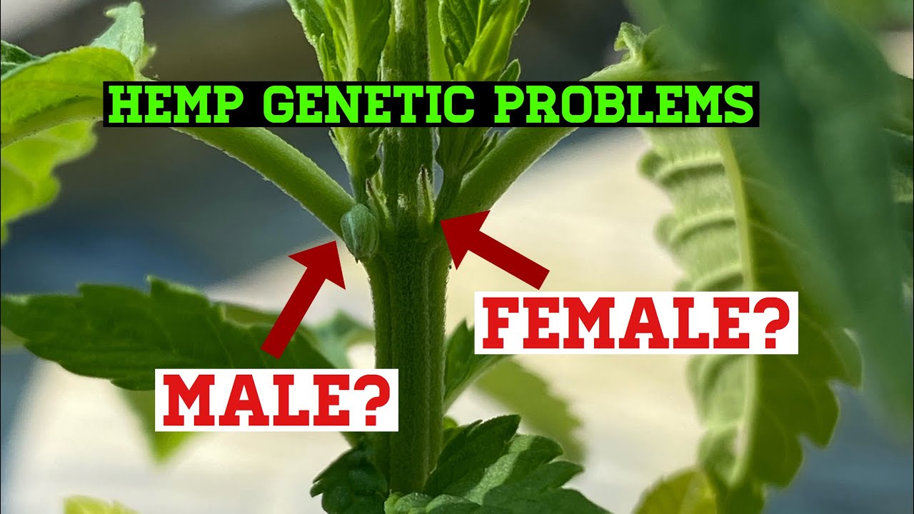 Hemp and cannabis genetics and what to WATCH OUT for! - YouTube