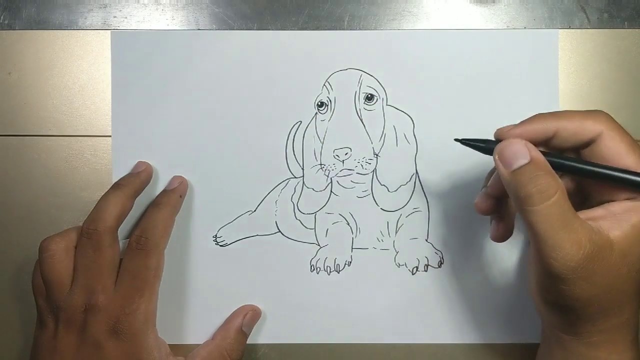 How to draw HOUND dog in 5 minutes - YouTube