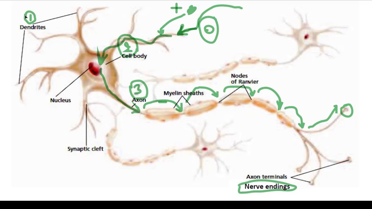 chapter four section one lect. 1 (Neuron structure) - YouTube