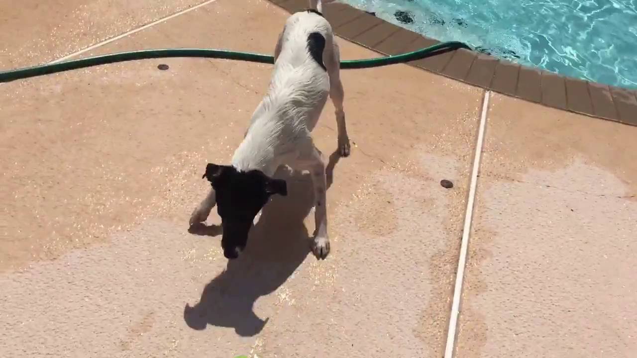 Bandit swimming in the pool - YouTube
