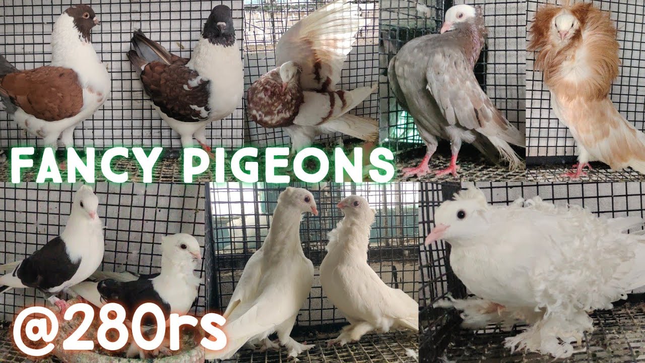 fancy pigeons at HK pigeons loft Hyderabad mukhi fantail king pigeon ...