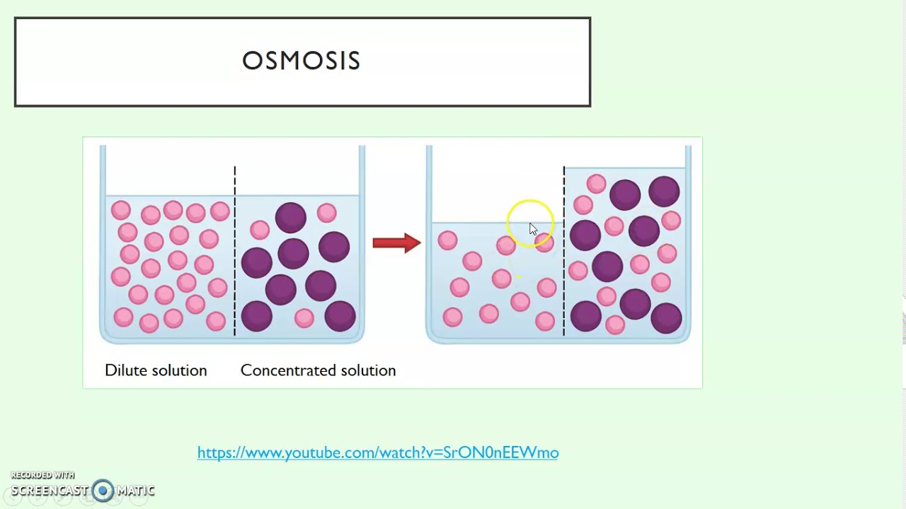 Triple & Combined Science Week 3 Lesson 1 Osmosis - YouTube