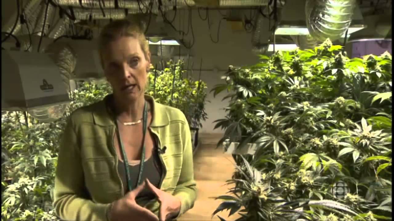 marijuana-legalization-marijuana-no-worse-than-alcohol-youtube
