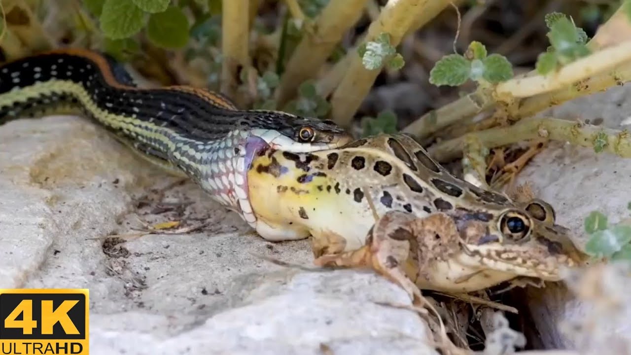 Black Snake Eating Live Leopard Frog whole || dangerous black snake # ...