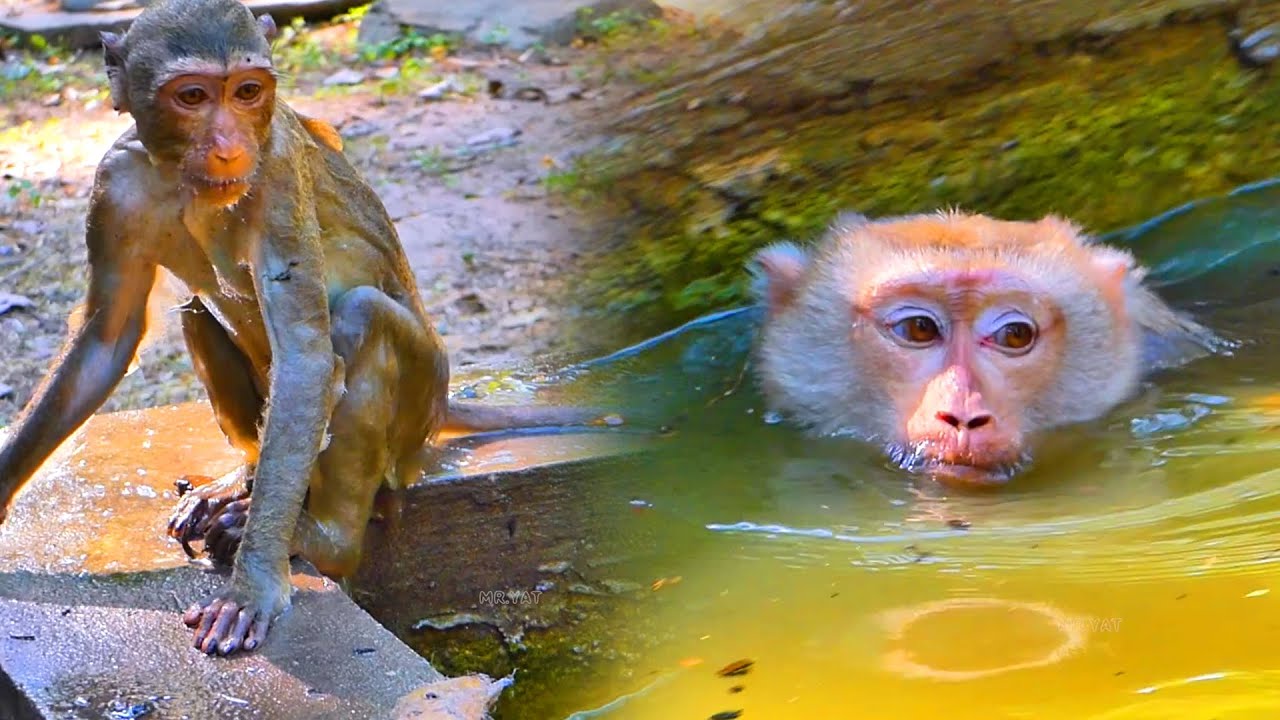 Monkey Sovana, team Rainbow Tinky Luay, is bathing and cleaning his untidy body at Pool Rojo. 💞💞 ...