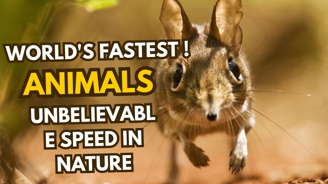 The Fastest Animals in the World | Nature’s Speed Champions - YouTube