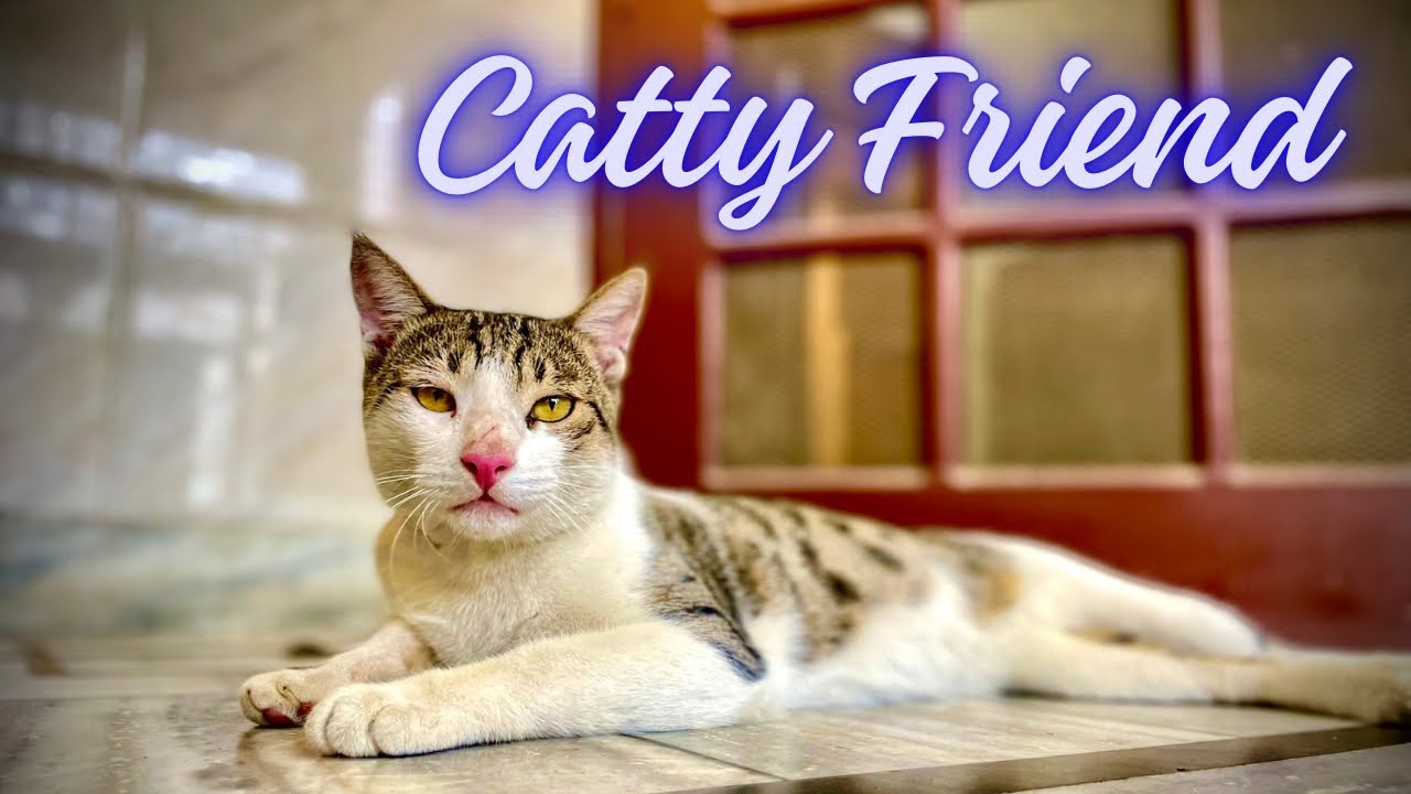 ️Meet My Independent Catty Friend 😍The Queen of Her Own World 🐈‍⬛ - YouTube
