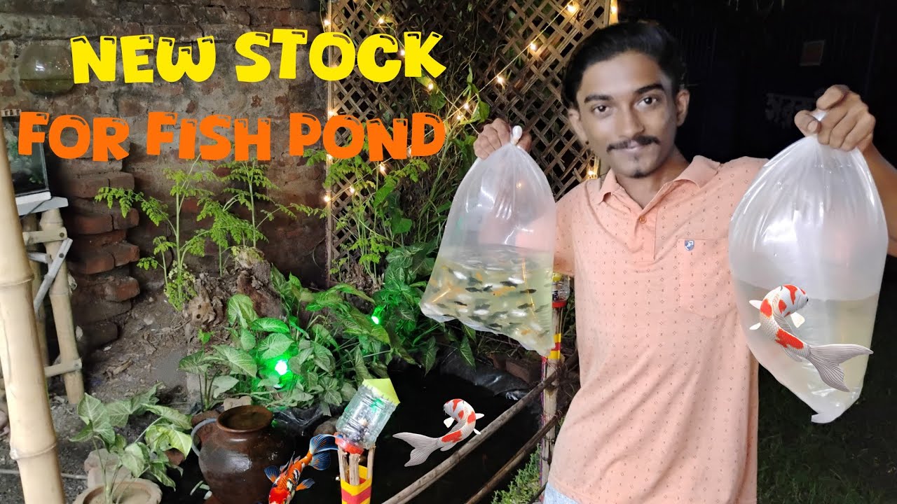 New colouring fishes for my pond || New Fish Stock - YouTube
