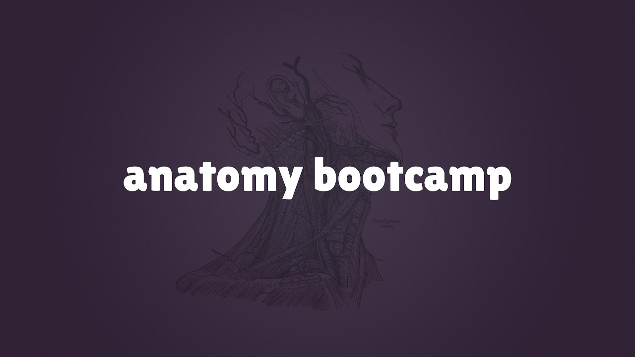 Anatomy Bootcamp Launch Trailer - YouTube