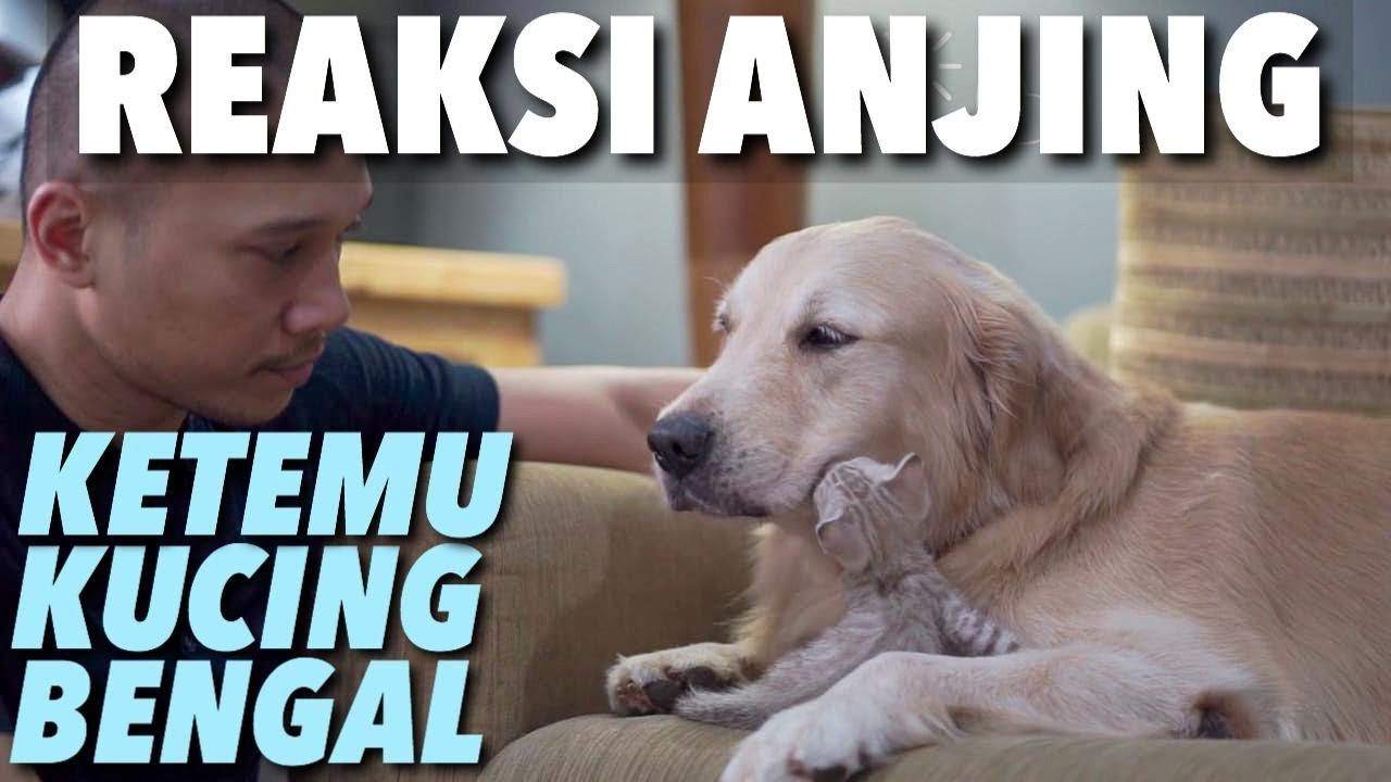 SNOWEE SNOWA KETEMU KUCING BENGAL! SNOWEE THE GOLDEN - YouTube