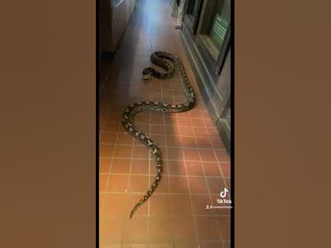 Reticulated Python shows how she’s more than a woman #reticulatedpython ...