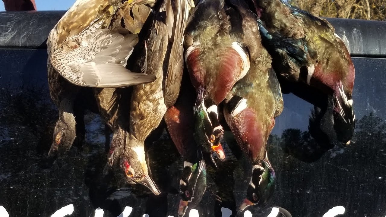 The Invincible Wood Duck Georgia Duck Hunt 2019 - YouTube