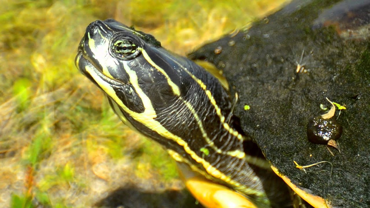 Florida Cooter Turtle - YouTube