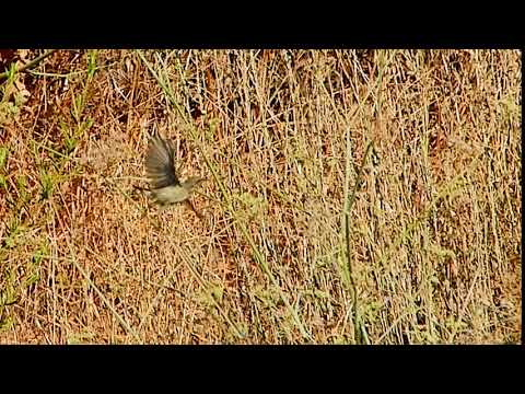 Sunbird Palestine F 074 ==