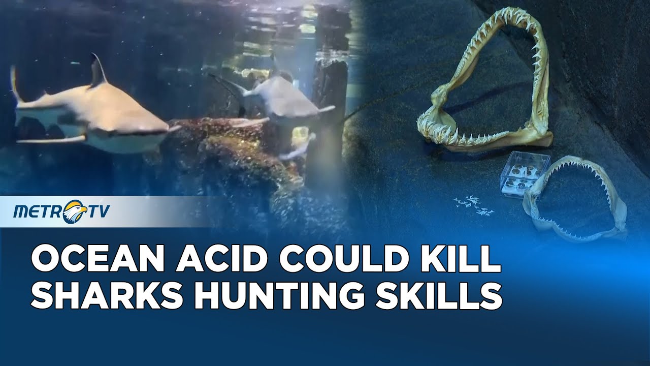 Rising Ocean Acid Levels Put Sharks in Danger - YouTube