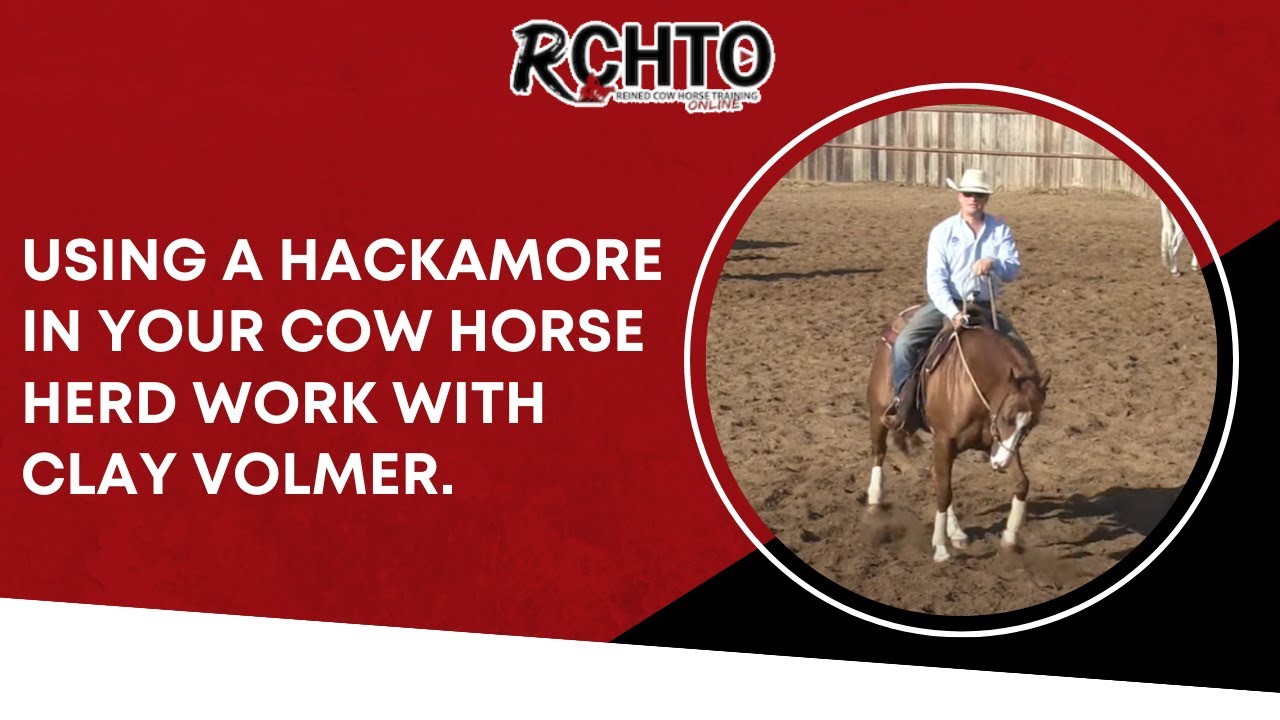 Using A Hackamore In Your Cow Horse Herd Work with Clay Volmer. - YouTube