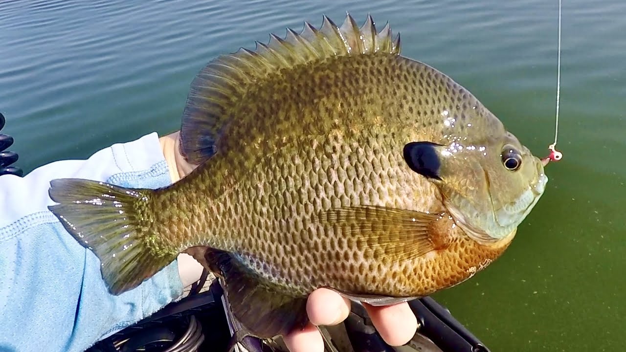 These are the GIANT Bluegill I want to Catch! - YouTube
