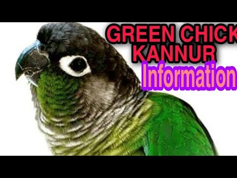 Green-Cheeked Conure full Information | Green-Cheeked Parakeet ...