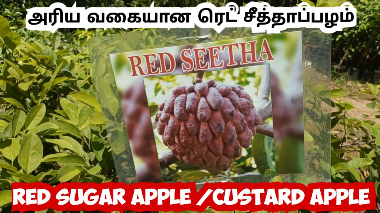 புதிய ரெட் சீதா பழம் செடி | சிவப்பு சீதா பழம் | அரிய வகை சீதா | Red ...