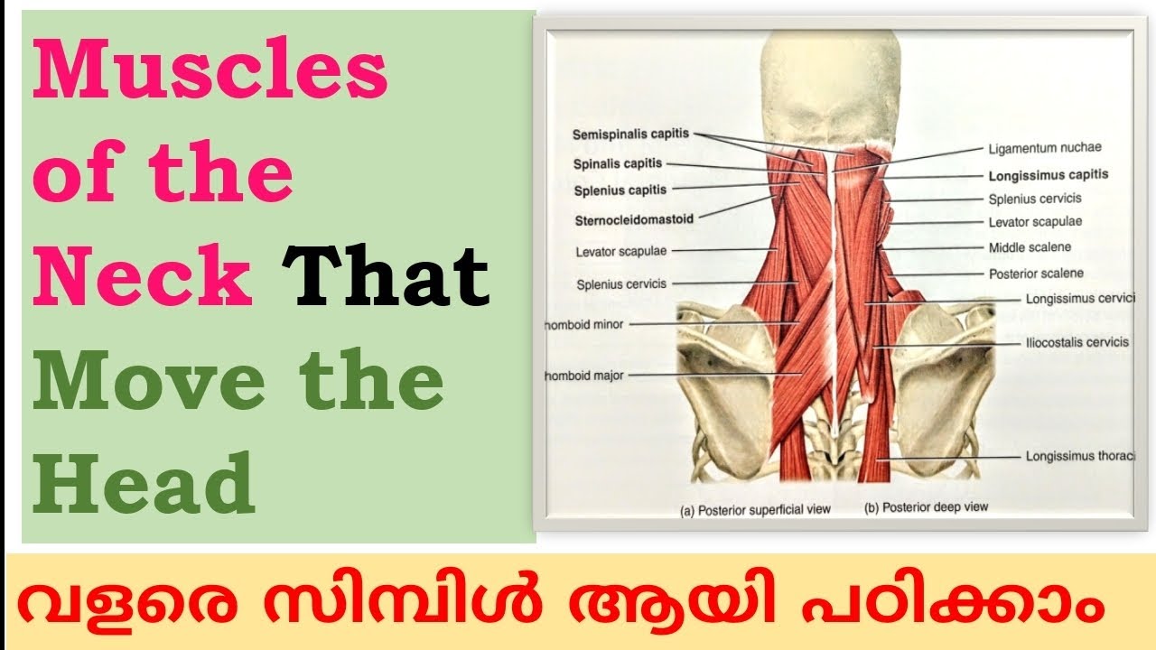 Muscles of the neck that move the head explained in malayalam/Neck ...