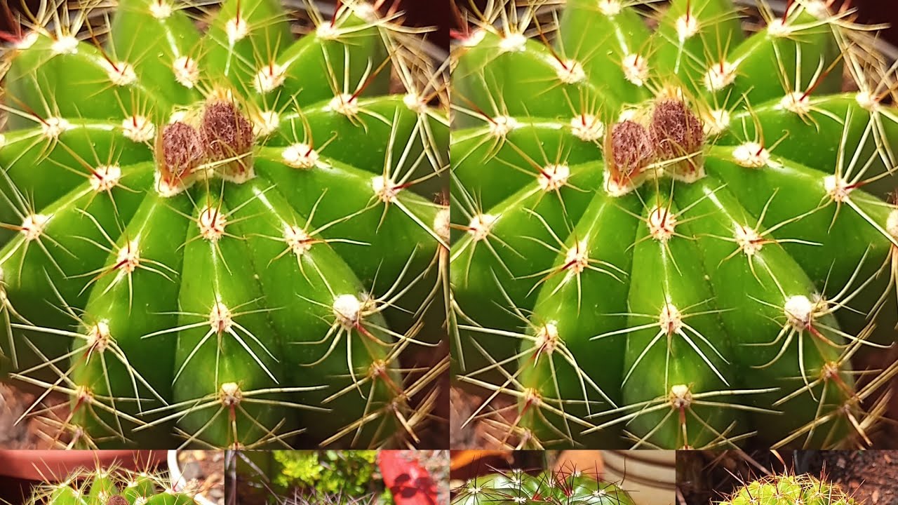 Notocactus Ottonis: 4 Tipos Diferente! Também Conhecido por (Parodia ...