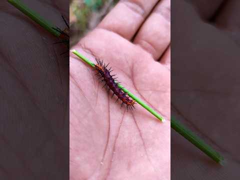 What Animals Eat Flying Insects