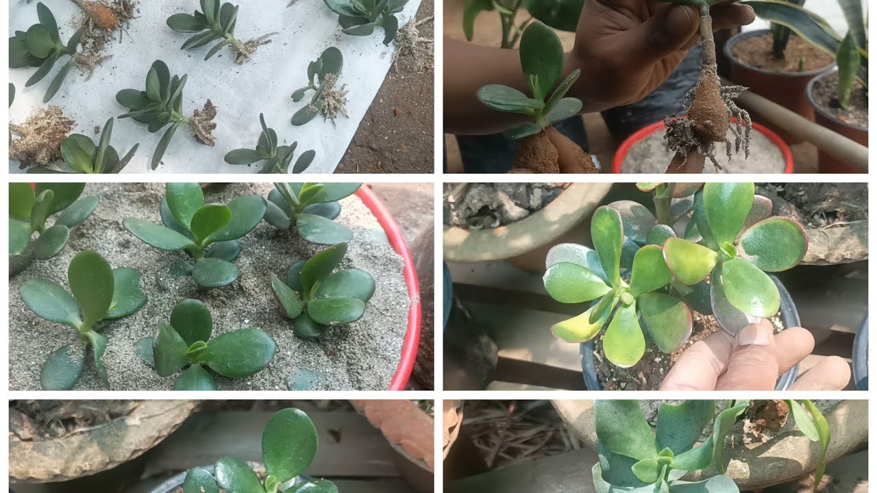 zade plant propagation and tips - YouTube