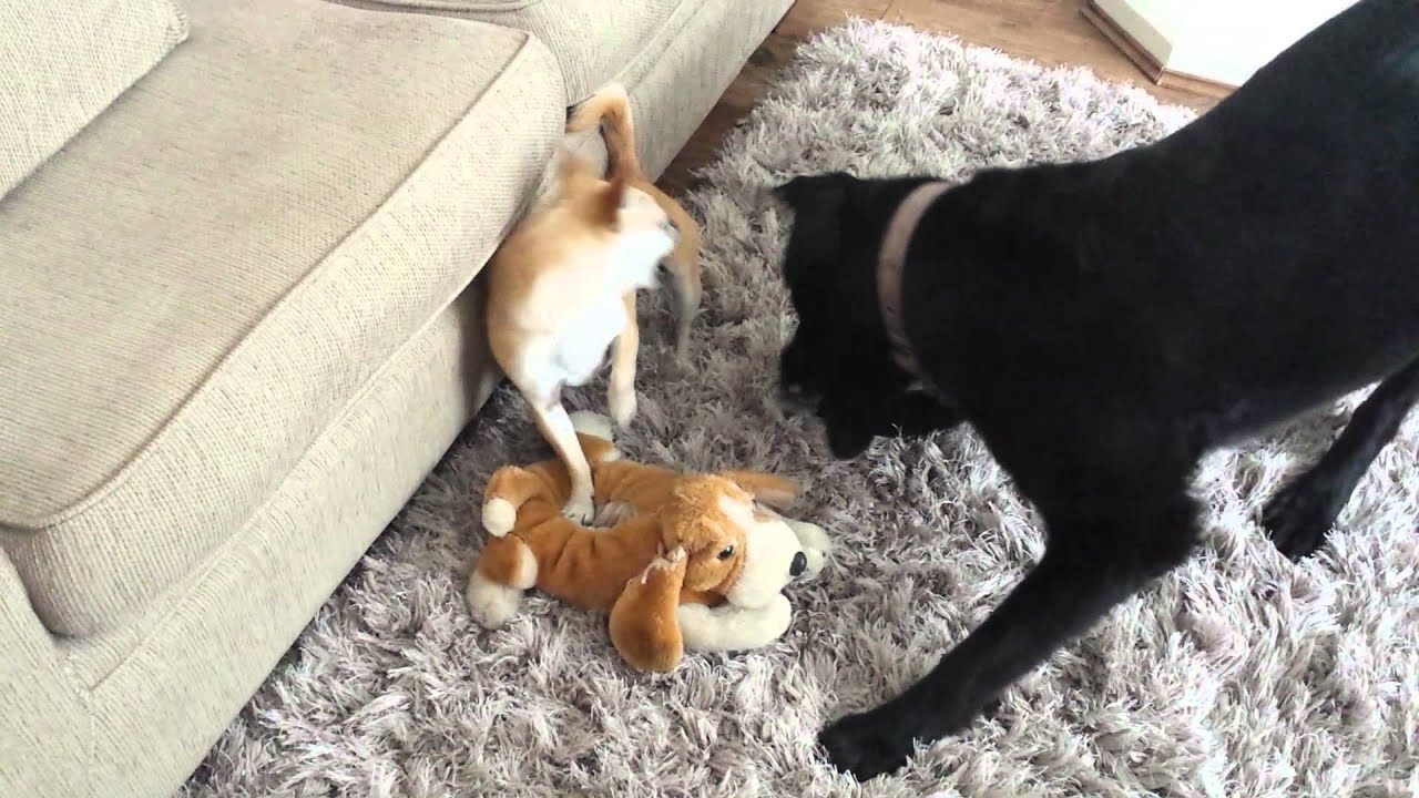 Super cute doggies playing - YouTube