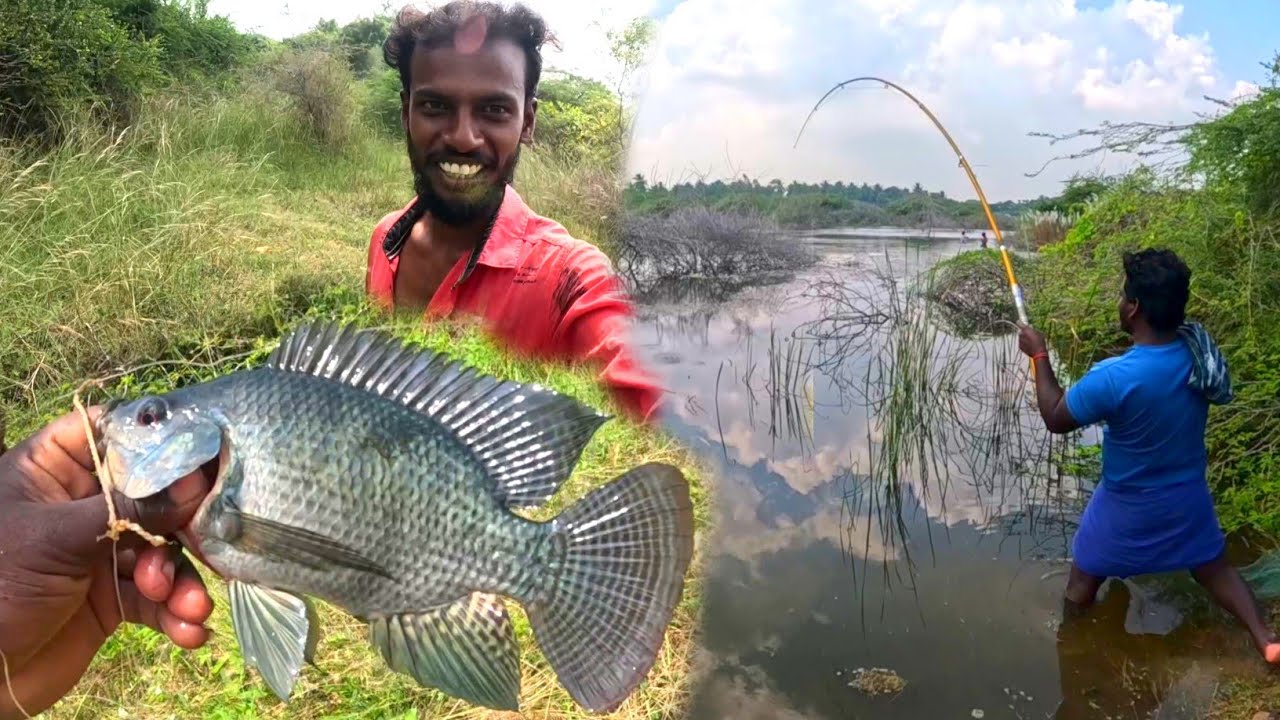 ஆற்றில் பிடித்த கருப்பு ஜிலேபி மீன்..! Thoondil fishing at River # ...