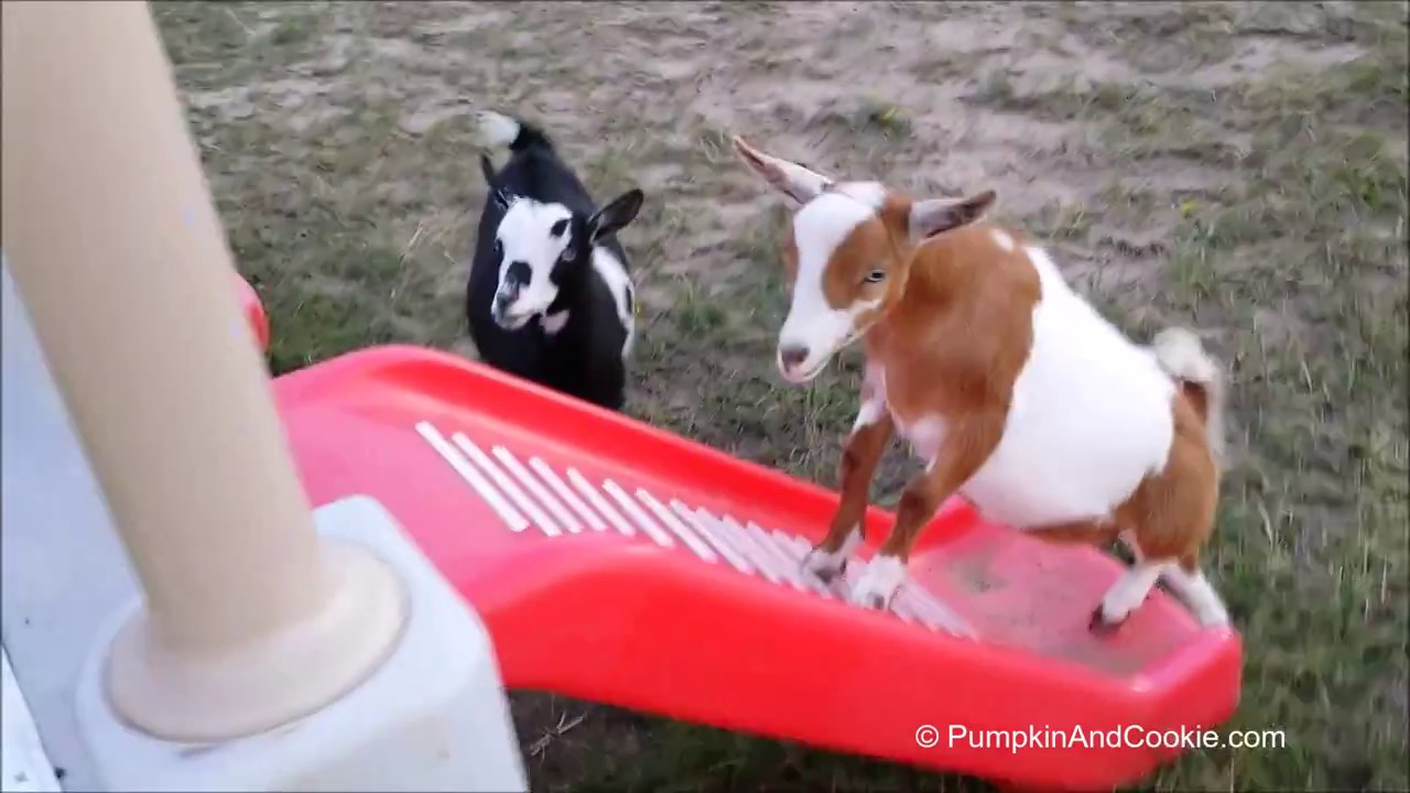 Baby Goats | Sliding Down Slide! - YouTube