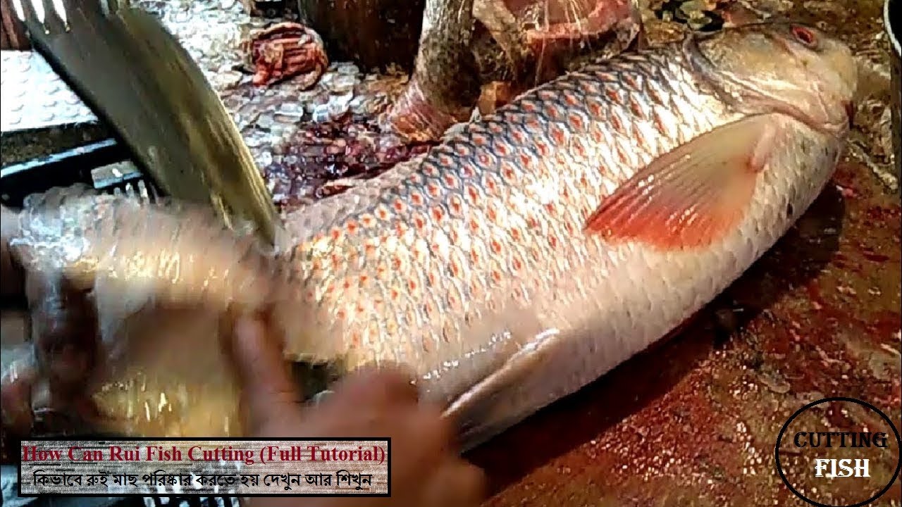 Amazing Live Rui /Cotton fish Cutting Skills Fishmen Market 2020 ...