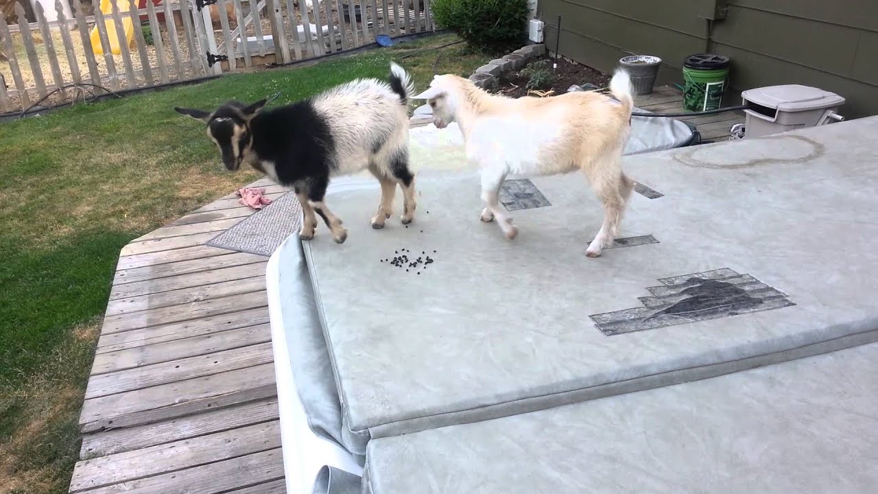 5 week old nigerian dwarf goats playing - YouTube